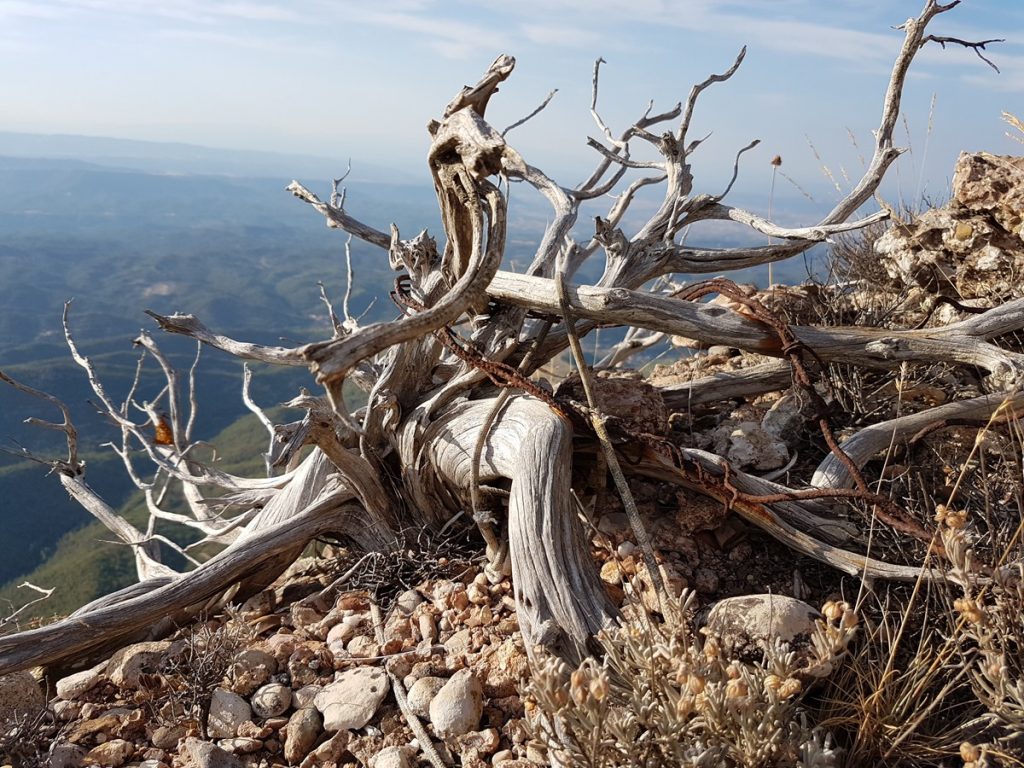 Normal a la Maranya (Montserrat) – Roca Calenta